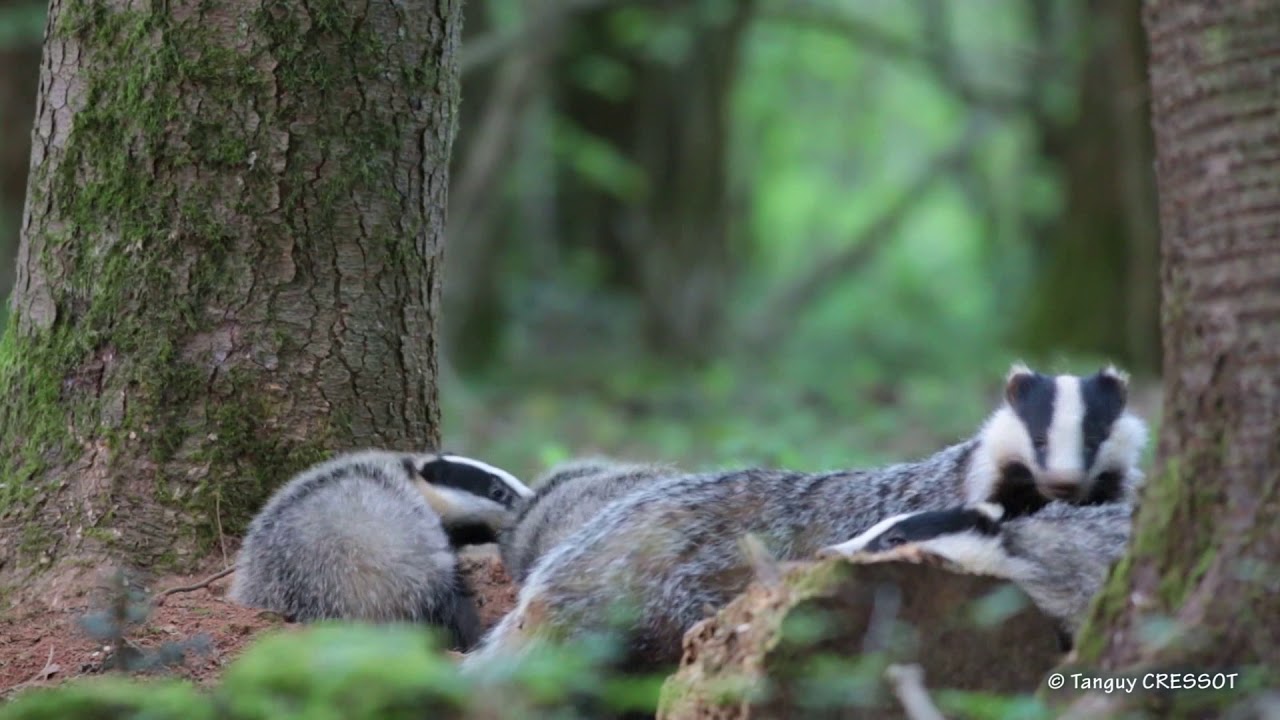 Badger cubs playing - YouTube