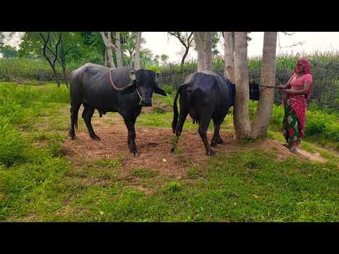 Dabang Bhains meeting jota mating try by village women