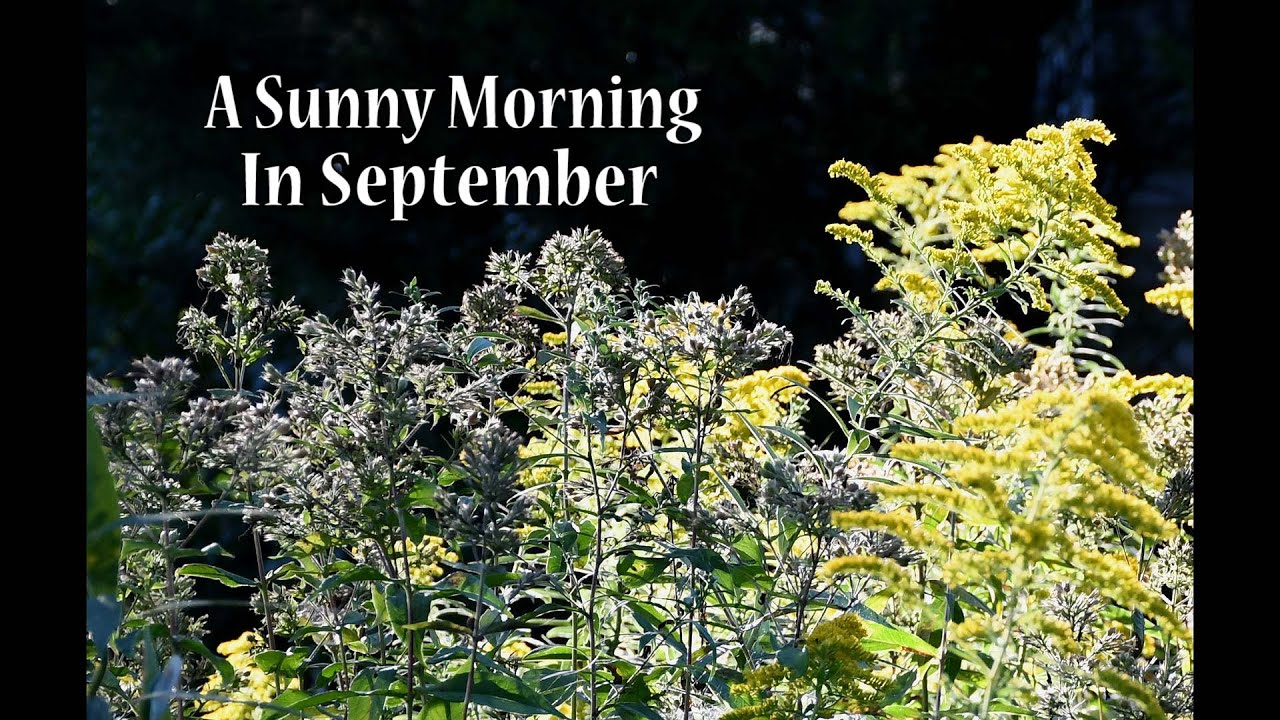 A Sunny Morning In September - YouTube