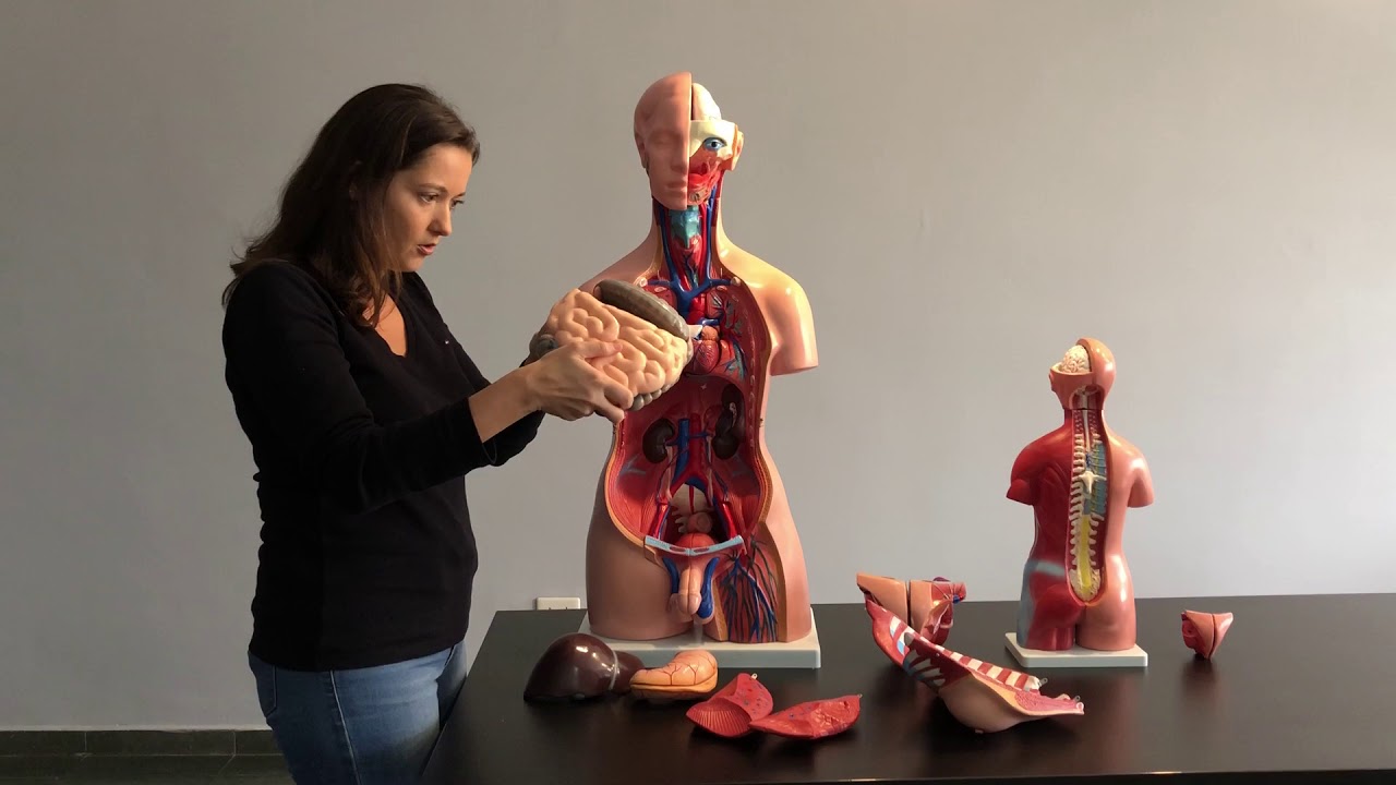COMO MONTAR O MODELO ANATÔMICO? TORSO HUMANO BISSEXUAL DE 85CM E 24 ...