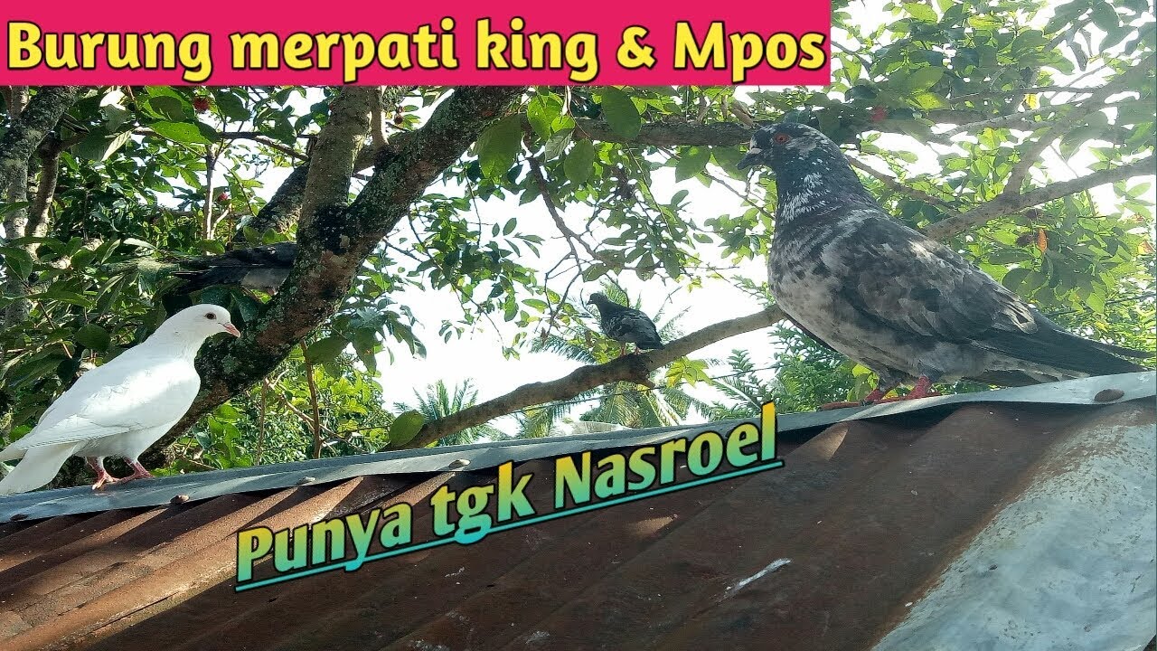 Merpati king Dan Merpati Local Post Rumahan Punya Tgk Nasrullah - YouTube