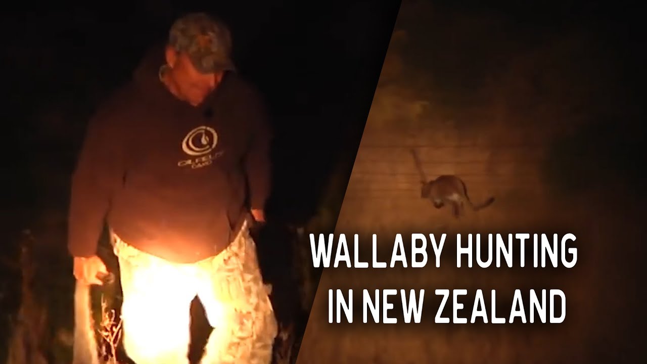 Wild Wallaby Hunting in New Zealand! - YouTube