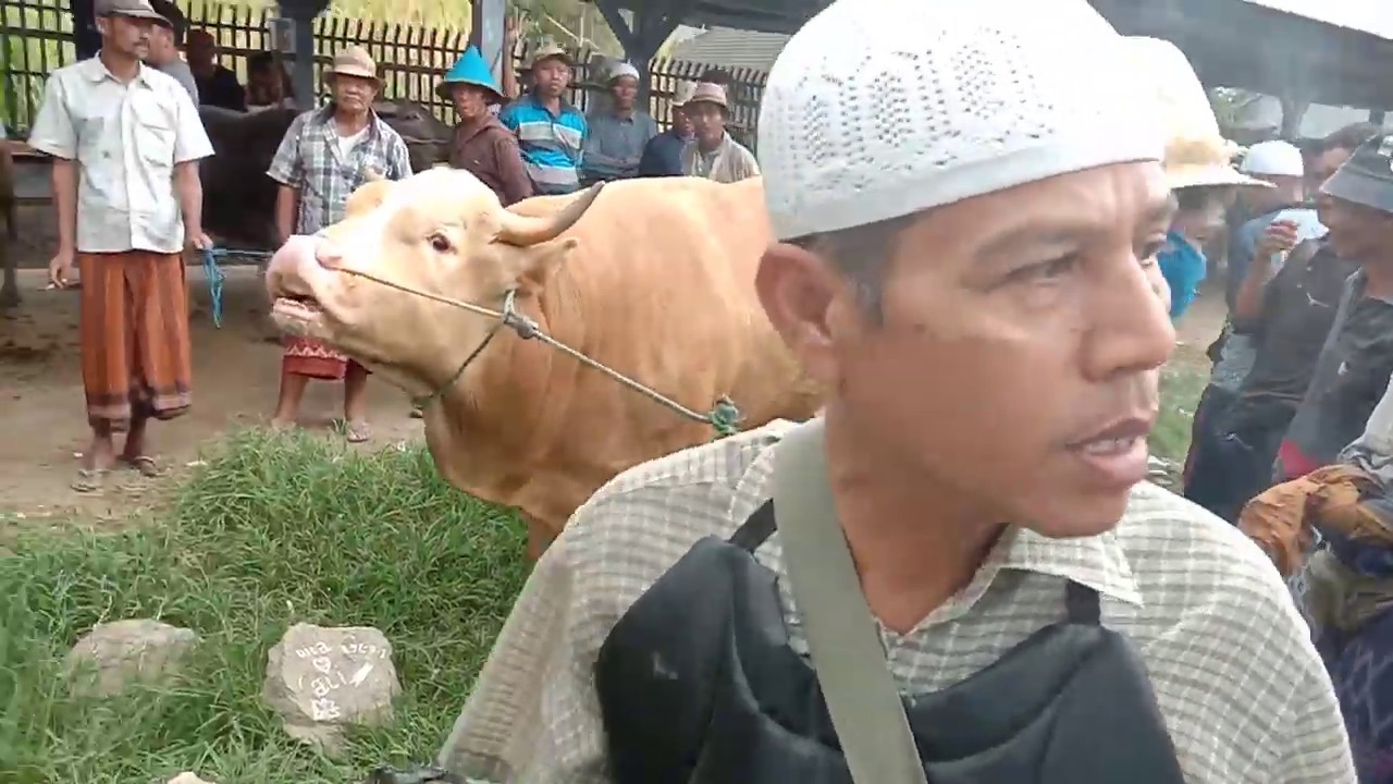 Harga sapi Bali di pasar hewan selagalas. - YouTube