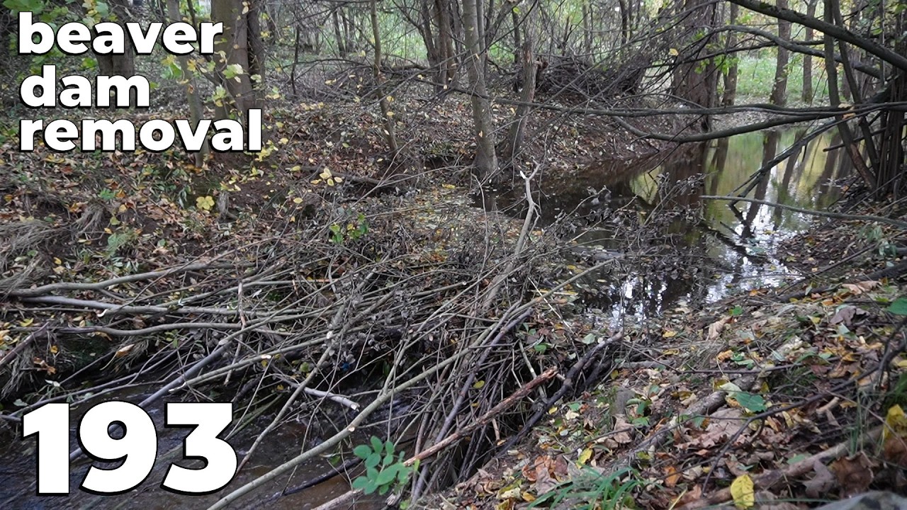 Manual Beaver Dam Removal No.193 - YouTube