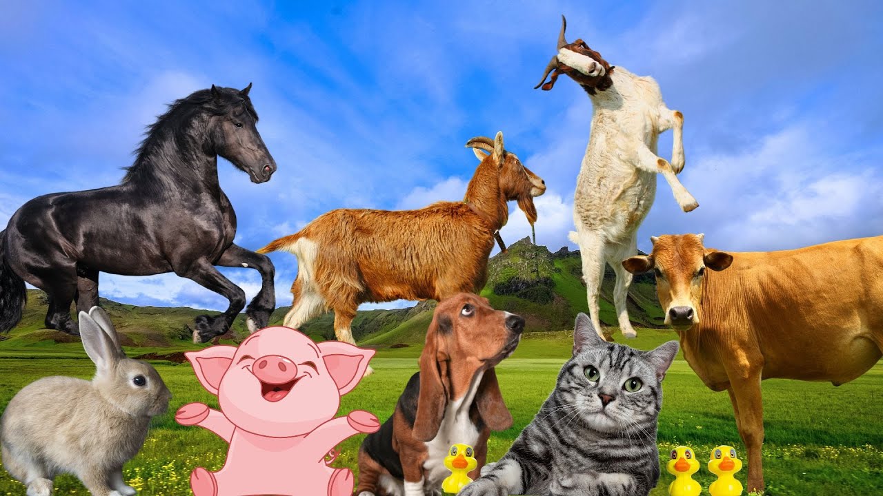 Farm animals part 9 - Cow, horse, dog, cat, rabbit, pig - Animal sounds ...