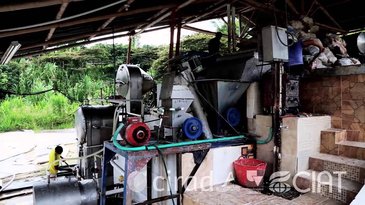 EL ALMIDON AGRIO DE YUCA - YouTube