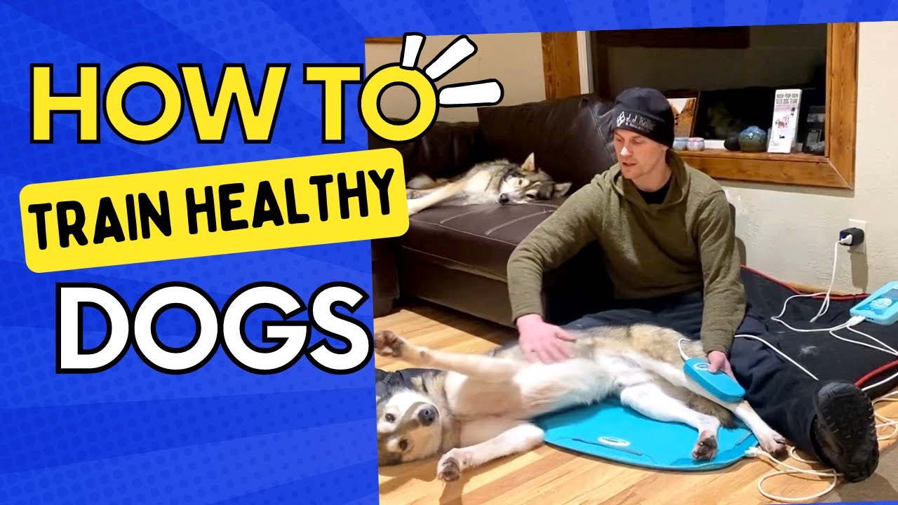 How to Train Healthy Sled Dogs - YouTube