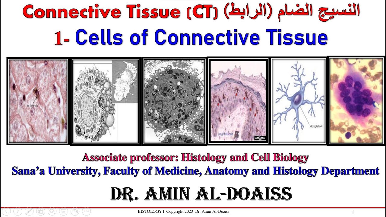 Histology : Lecture-14: Connective Tissue- 1-The Cells of CT (Fixed and ...