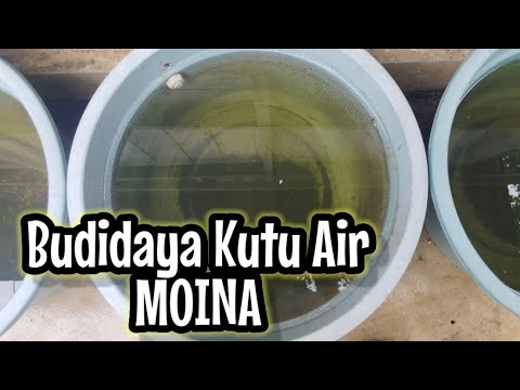 Budidaya kutu air moina di ember untuk pakan ikan