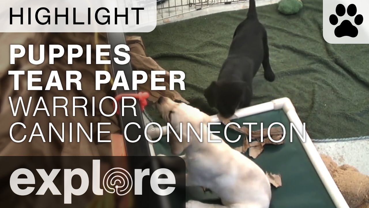 Warrior Canine Connection Puppies Tear Into Some Paper! - Live Cam ...