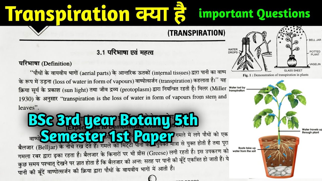 Transpiration in hindi || Types of Transpiration || BSc 3rd year Botany ...