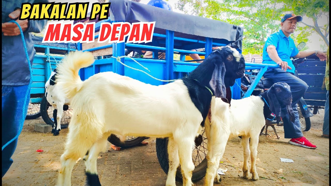 Update Harga Kambing hari ini di Pasar Hewan Wlingi-Blitar. Sabtu, 14 ...