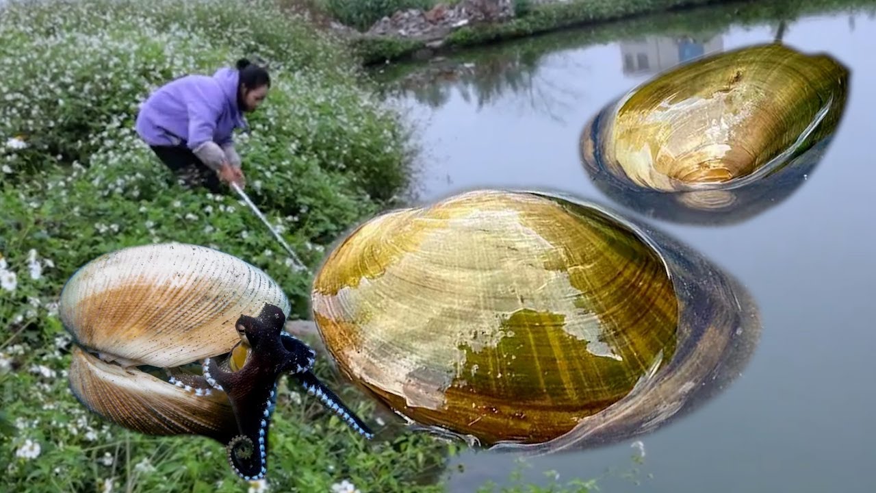 Pearl Workers Unveil: Girl Raising Giant 💕 Clams, filled with gorgeous ...