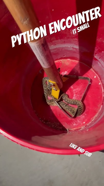 My first python encounter 🐍 - YouTube