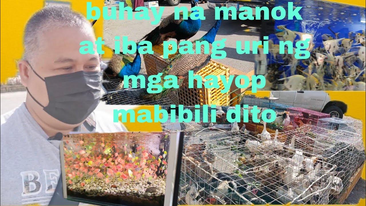 Bilihan ng mga buhay na manok at ibat ibang uri ng ibon at isda dito sa riyadh saudi arabia ...