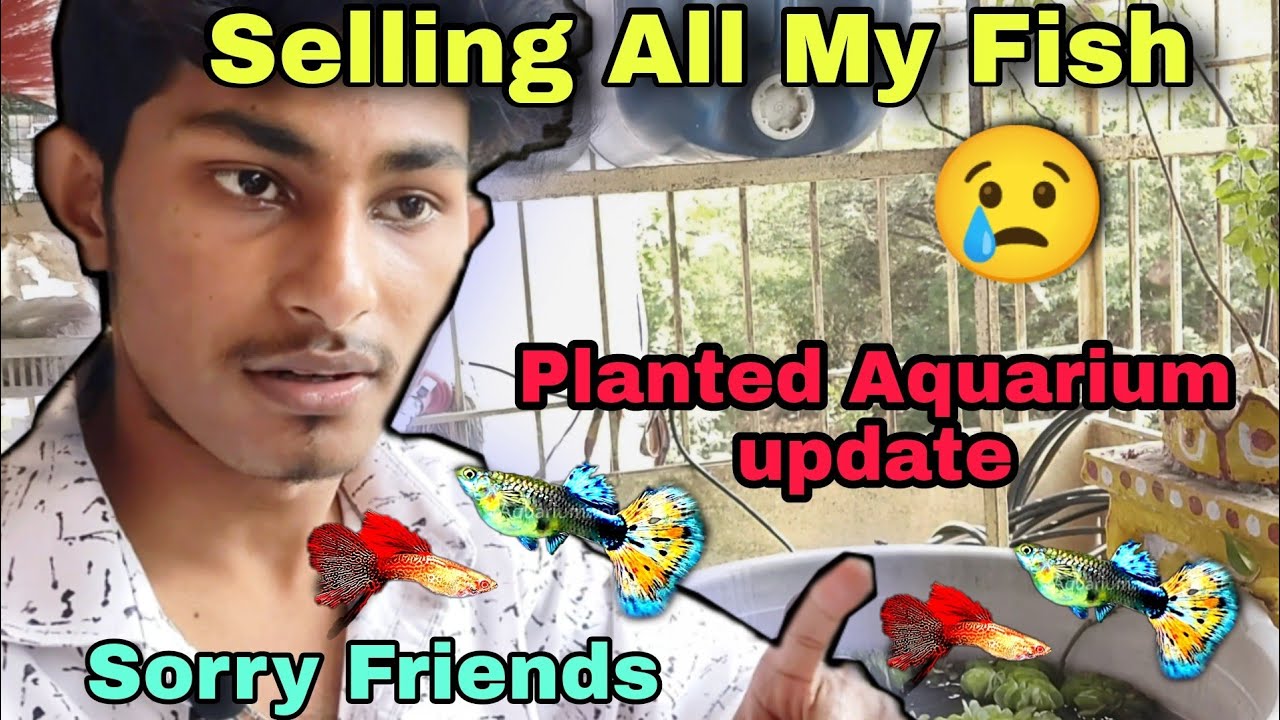 Giving All My Fish 😢 Sorry Friends : New Updates by Aquarium World ...