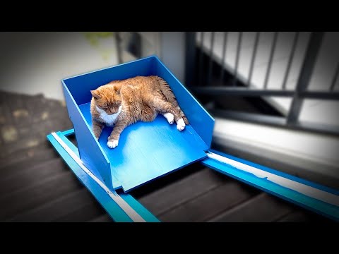 This Guy Built an Elevator So His Elderly Cat Can Get Up and Down the ...