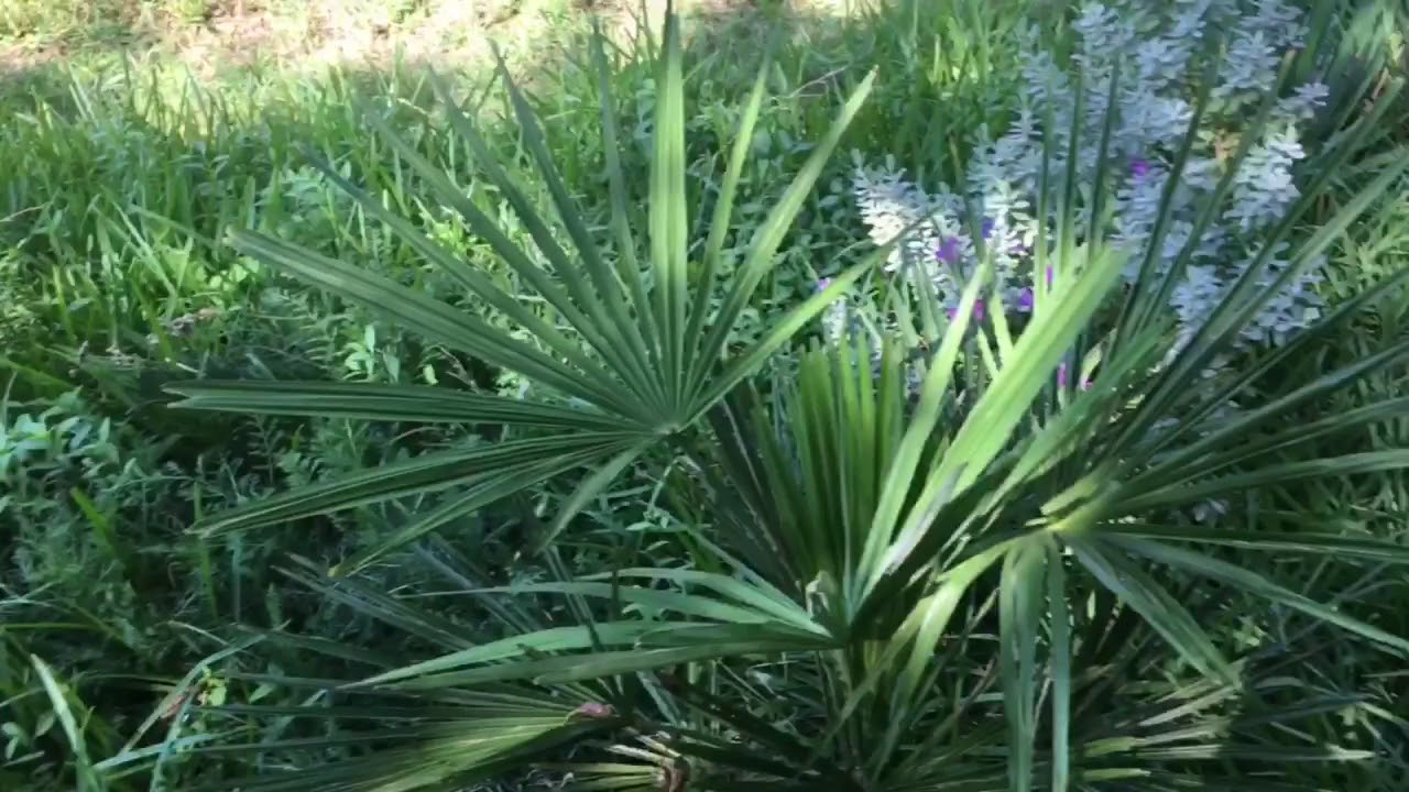 Sago Palm grown from seed | Dallas Texas - YouTube