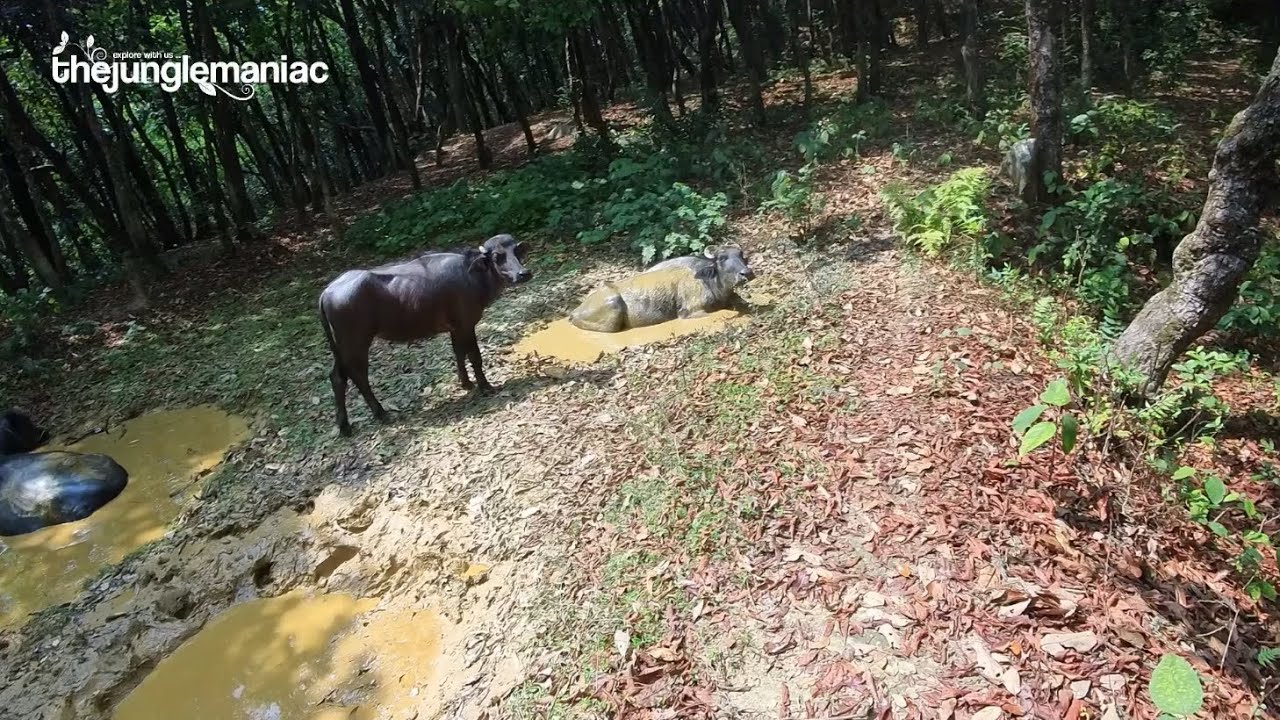 Exploring Raniban and Suprise swimming spot inside Raniban 🧐 - YouTube