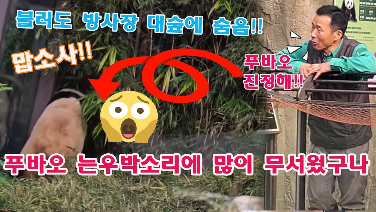 푸바오 는우박소리에 많이 무서웠구나😱맙소사~ 강할부지가 불러도 방사장 대숲에 숨음걱정이 많이 되네요ㅠㅠ Youtube