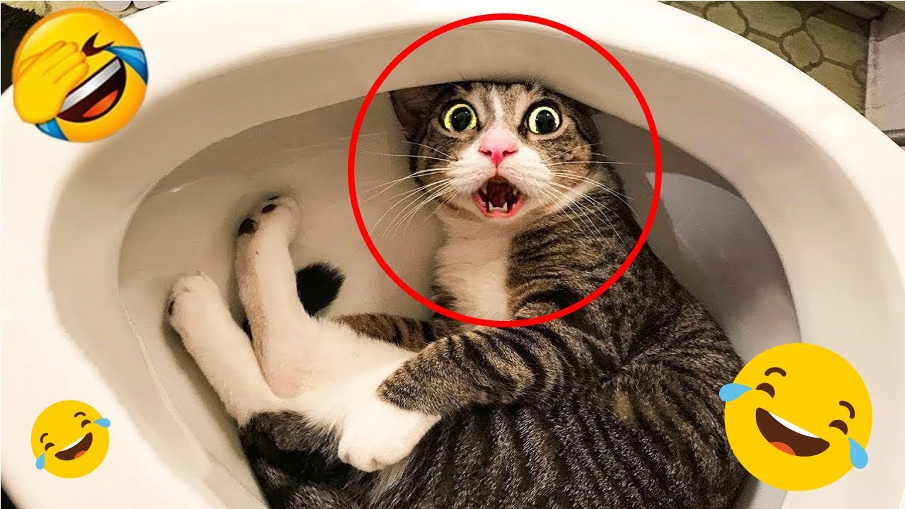 The Most Dramatic Cats Moments Ever! Funny Cat Videos 2025 - YouTube