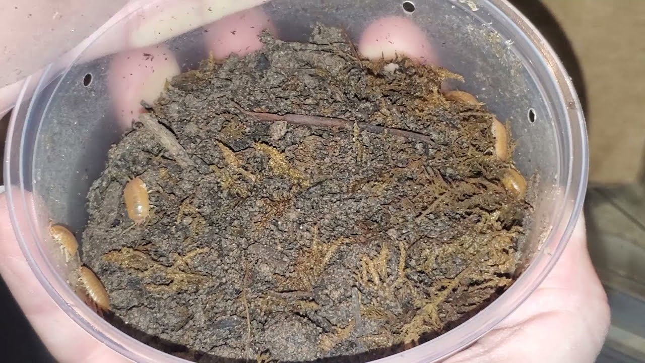 Isopod Unboxing - Care for Isopods - Powder Orange, Powder Blue, Zebra ...