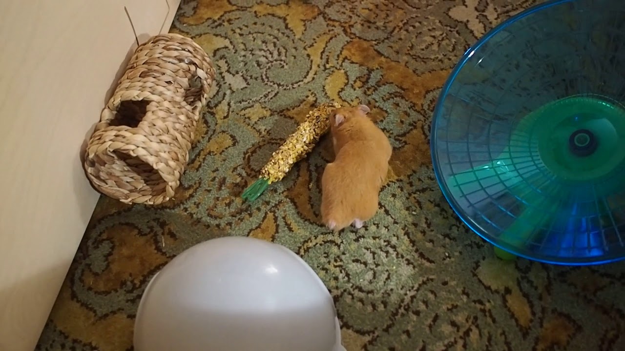 Syrian Hamster Pickle in playpen 2 - YouTube