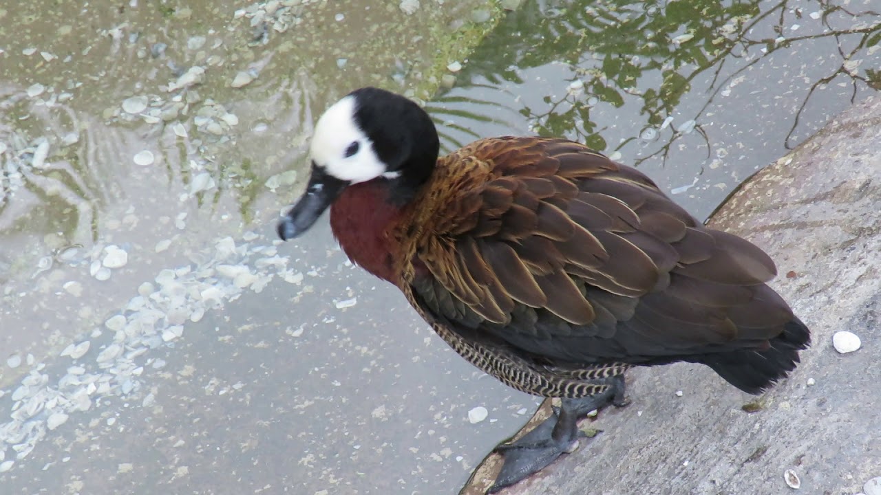 White Faced Whistling Duck by Waterfall & Beautiful Ducks Asleep ...
