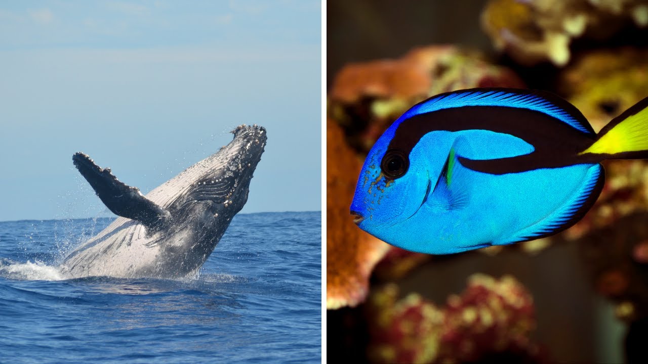 Guess The Whale Shark, Orca, Surgeon Fish, Sword Fish, Sea Slug, Walrus ...