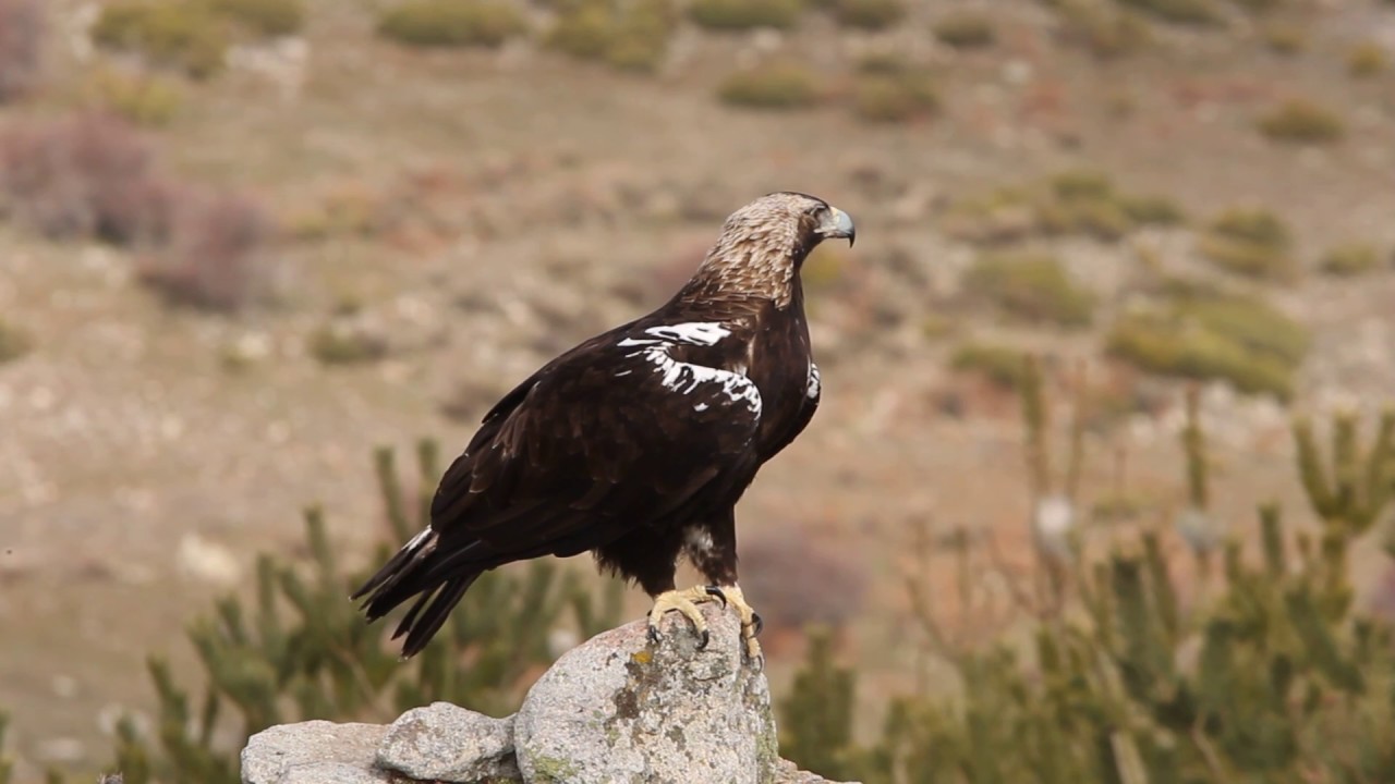 Spanish Imperial Eagle - YouTube