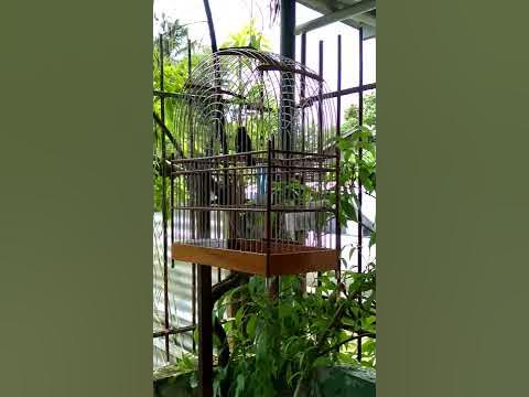 Picolet pie pie (CD) - YouTube