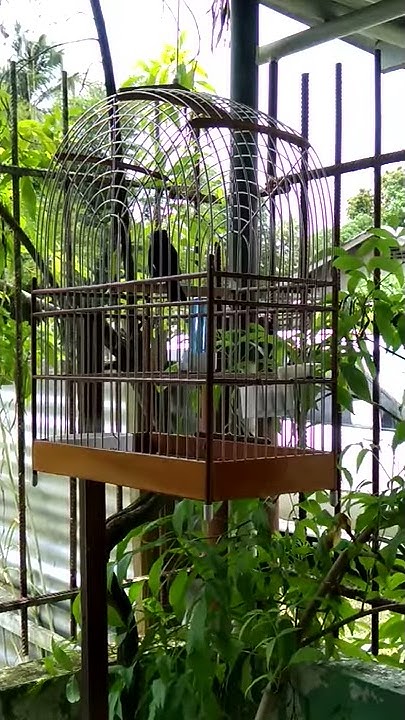 Picolet pie pie (CD) - YouTube