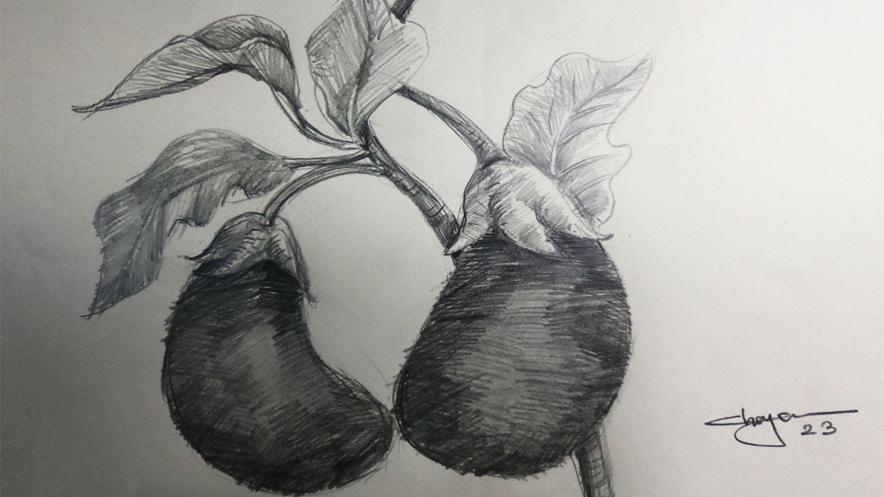 how to draw brinjal // brinjal pencil sketch - YouTube