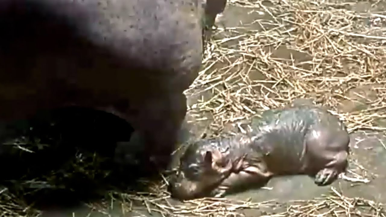 Baby hippo born at Cincinnati zoo - YouTube