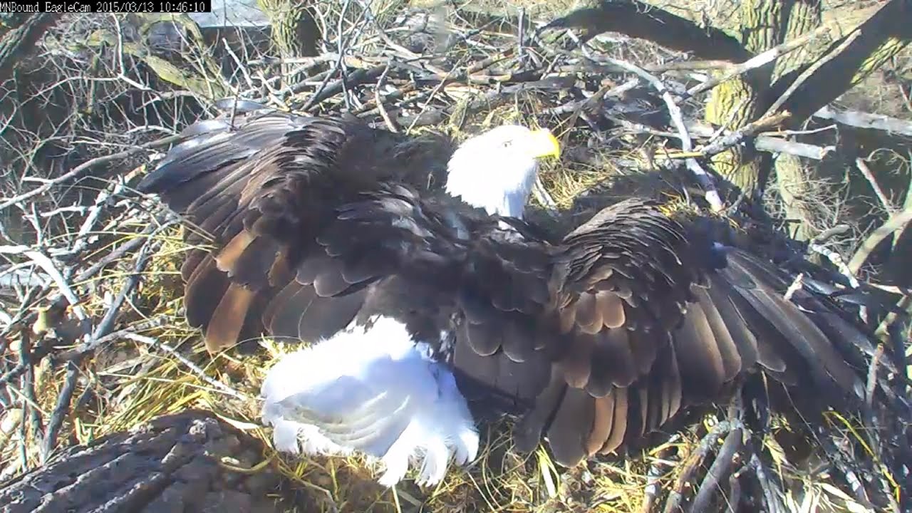 MNBound Eagles ~ The Reckless Rodent From Downstairs ~ 03/13/15 - YouTube