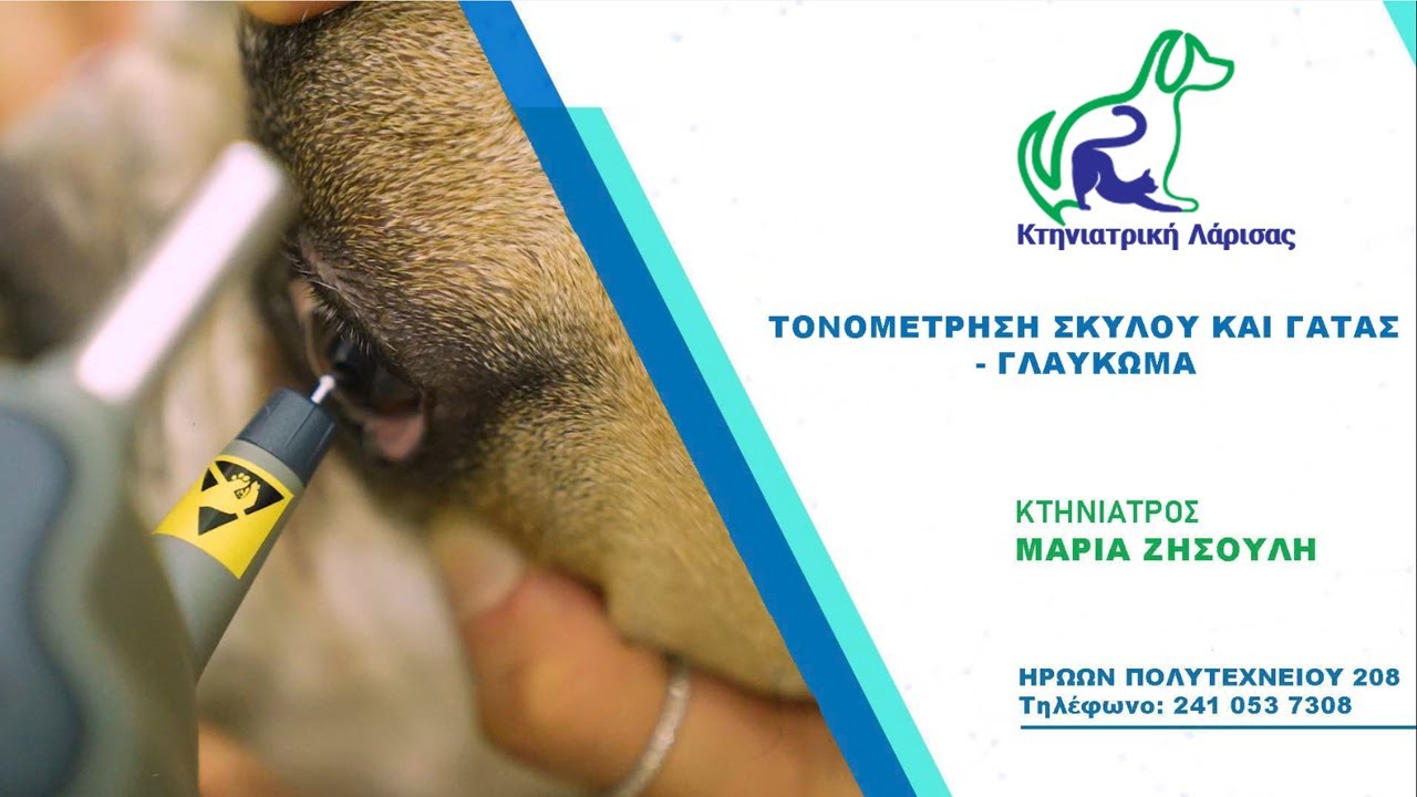 Γλαύκωμα σκύλου και γάτας - ΤΟΝΟΜΕΤΡΗΣΗ. Κτηνίατρος Λάρισα - YouTube