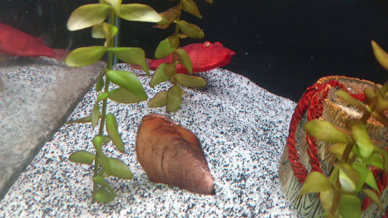 Red Congo puffer - YouTube