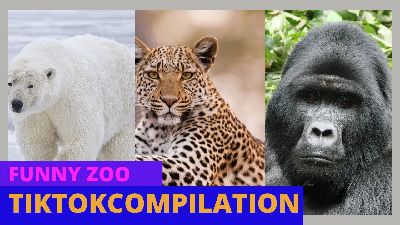 Crazy Zoo Animals!! MUST WATCH - YouTube