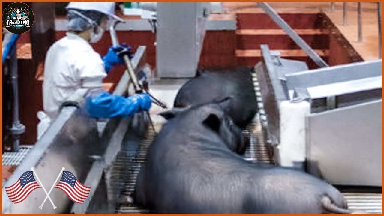 What Happens When You Eat The World's Most Expensive Pigs? - YouTube