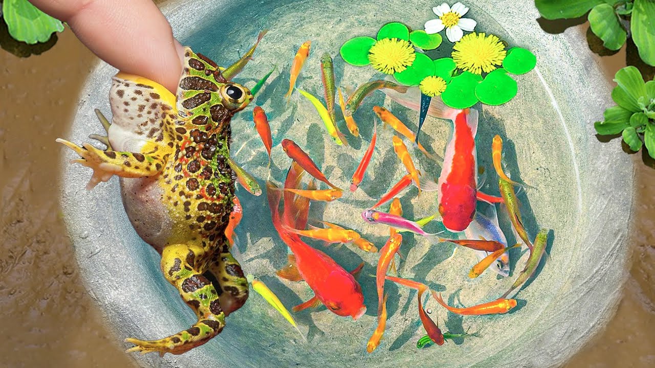 Catch Ornamental Frogs Nest In Colorful Surprise Eggs, Catfish, Loach ...