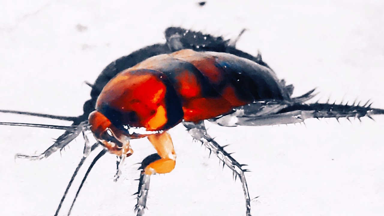 Telapoka Cockroach | Telapoka Dance | Telapoka Sound | Cockroach ...