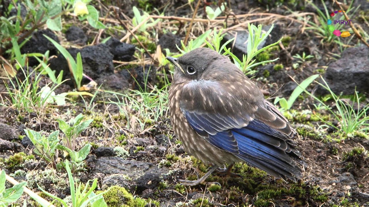 México Biodiverso - Zacatonal - YouTube