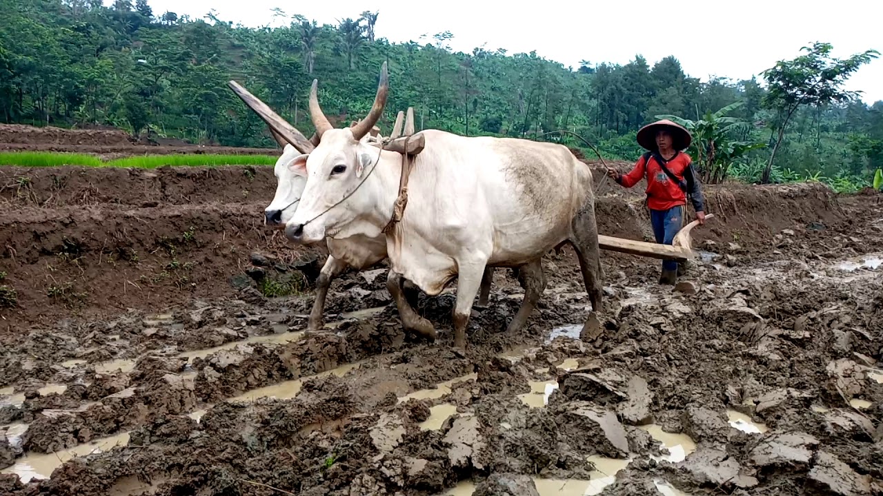 BAJAK SAWAH PAKAI SAPI || Traditional Rice Plow Using Cows - YouTube