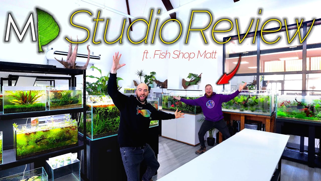 MD Studio After 2 Months: with Fish Expert Review (ft. Fish Shop Matt ...