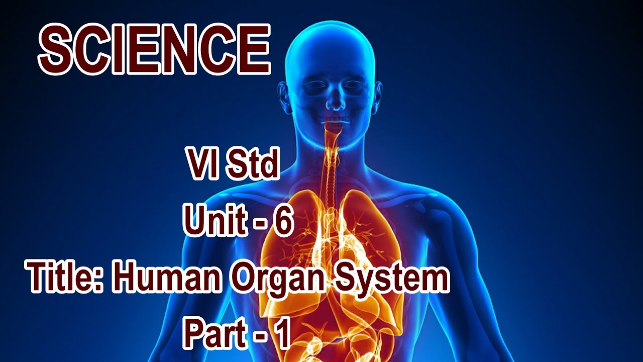 VI Std Science - Human Organ System (Part -1) - YouTube