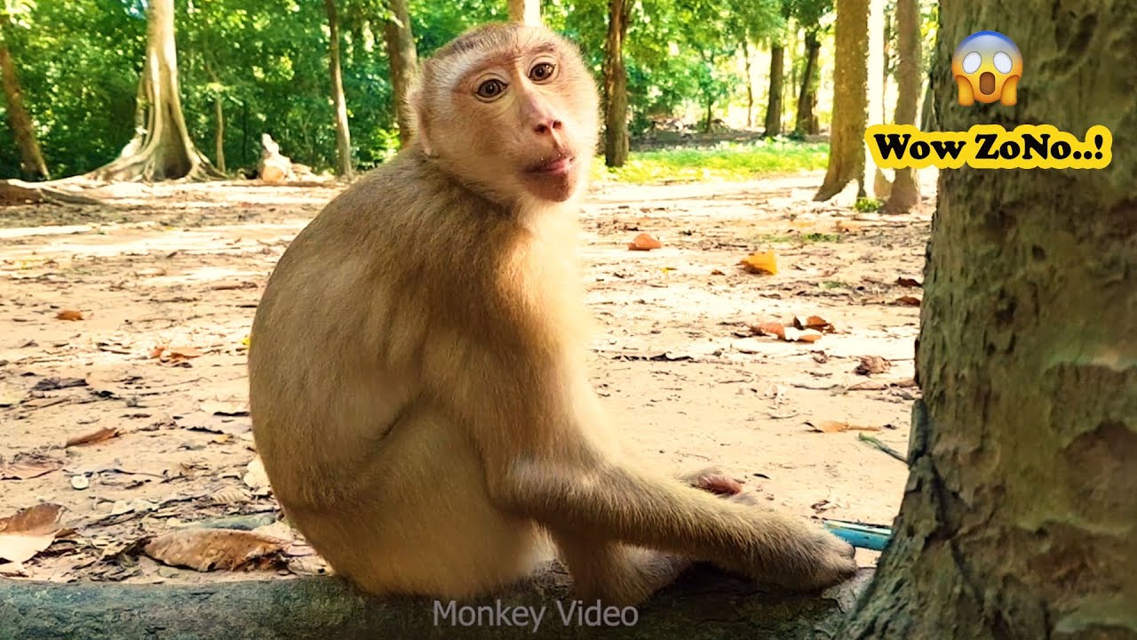 Oh Wow! What is Zono Doing? 🐒 | Monkey Video - YouTube