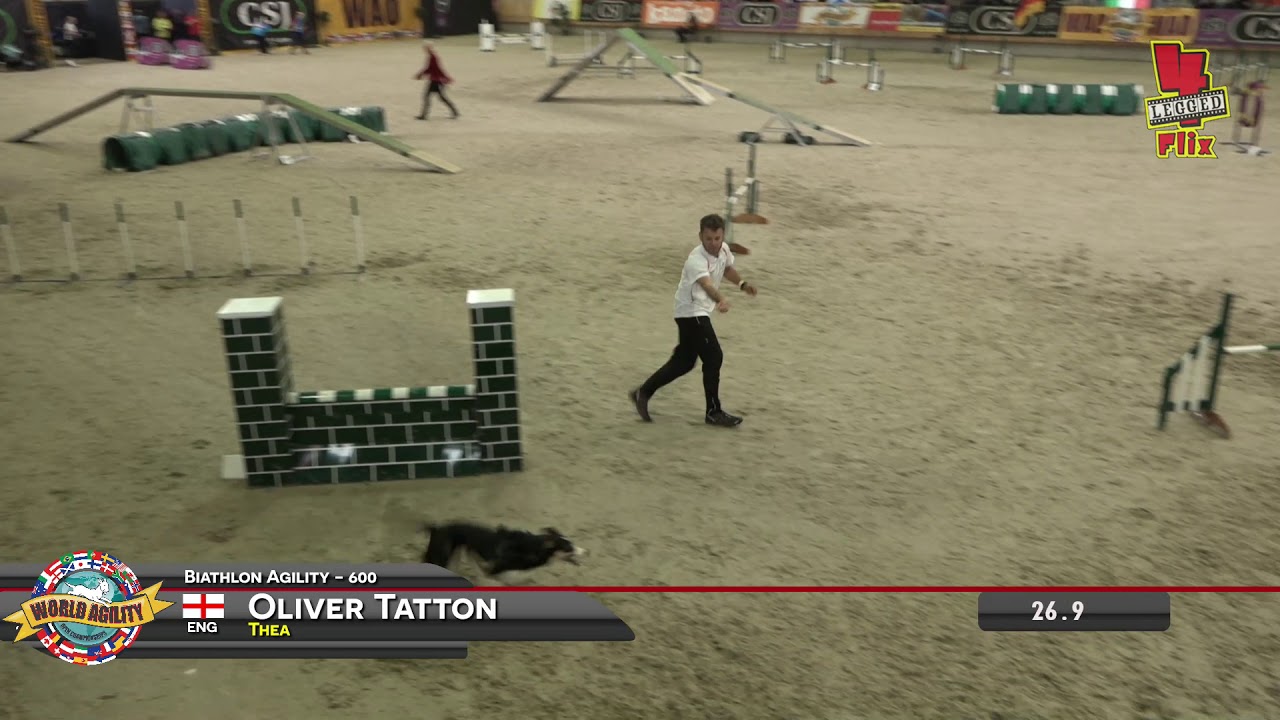 Ollie Tatton & Thea - Biathlon Agility WAO 2019 - YouTube