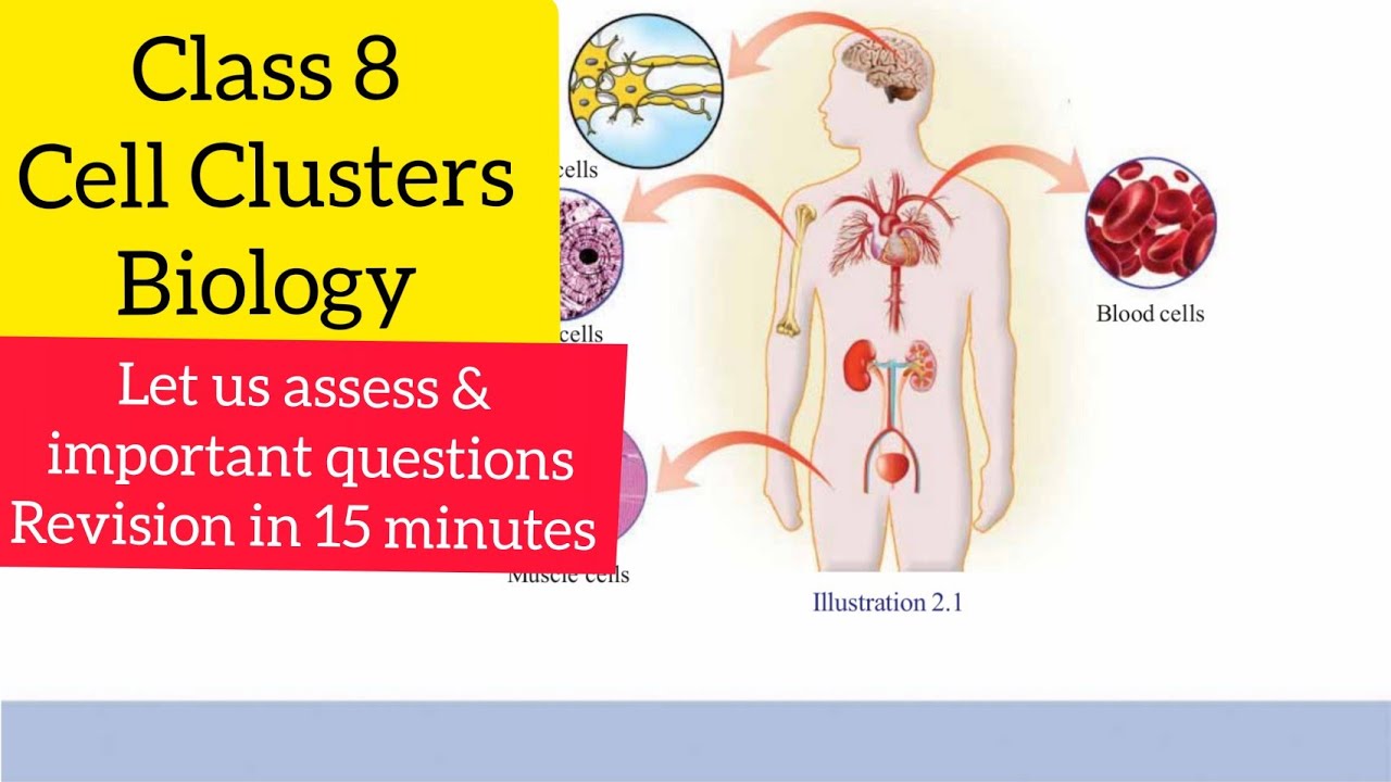 Cell Clusters Textual Questions Let us assess & Important questions ...