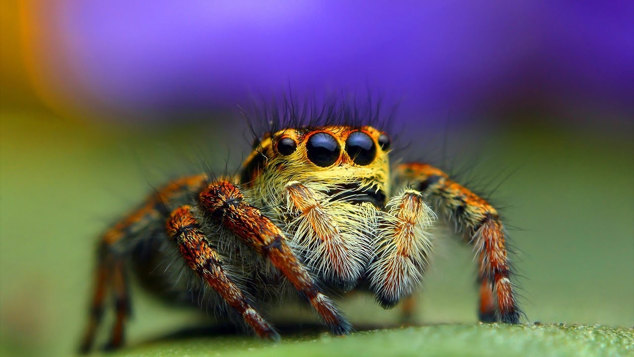 The Top 10 Most Venomous Spiders in the World - YouTube