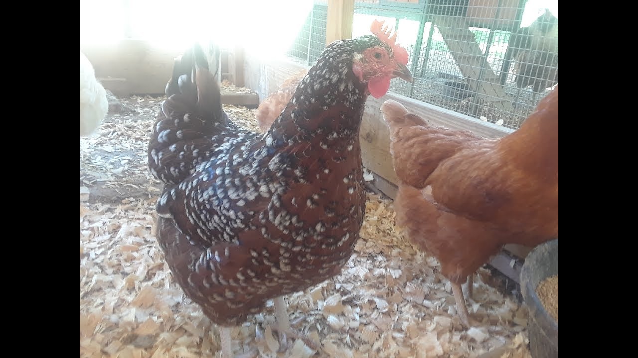 Comparing Older and Youger Speckled Sussex chickens - YouTube